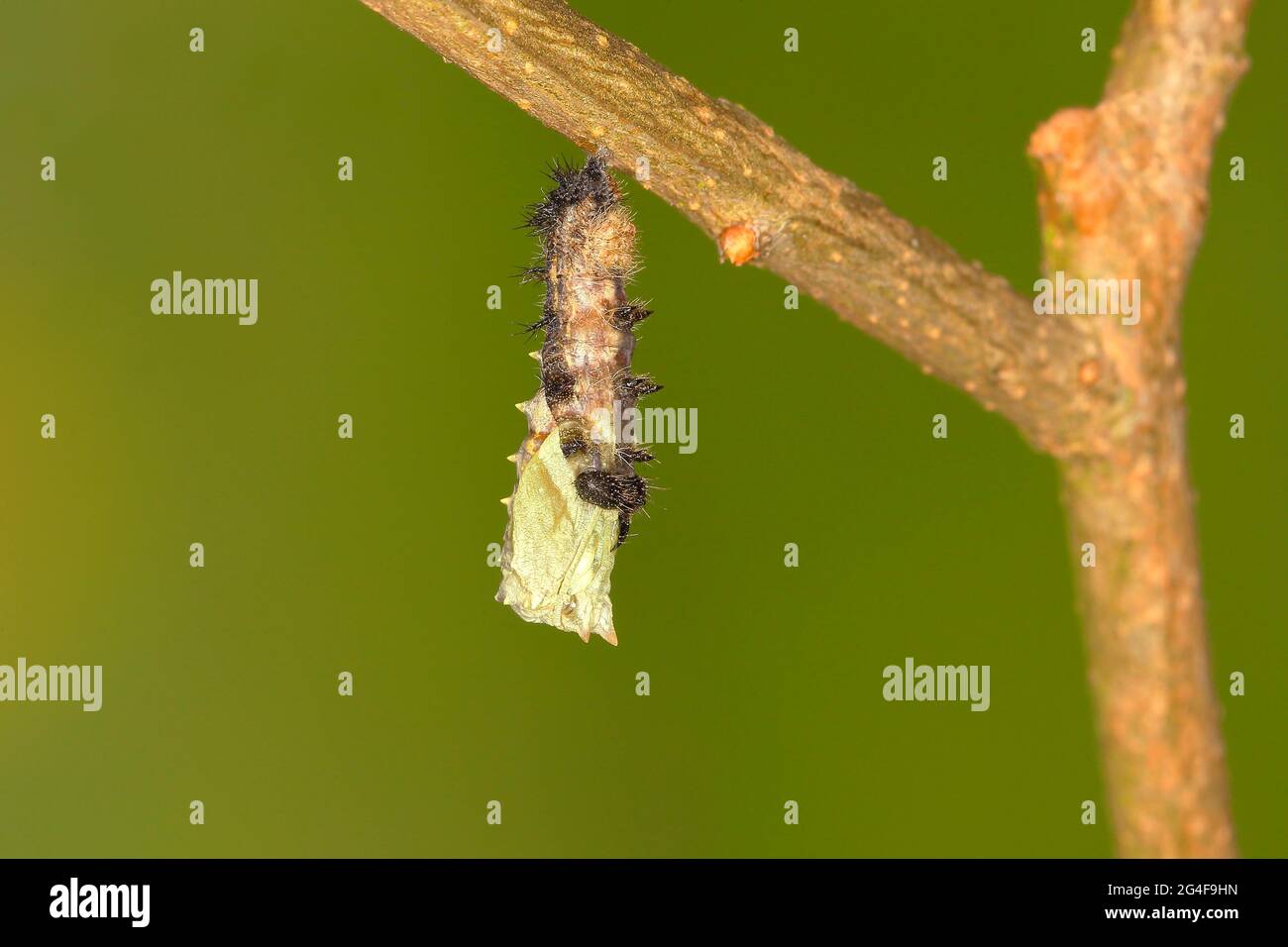 Butterfly metamorphosis sequence hi-res stock photography and images ...