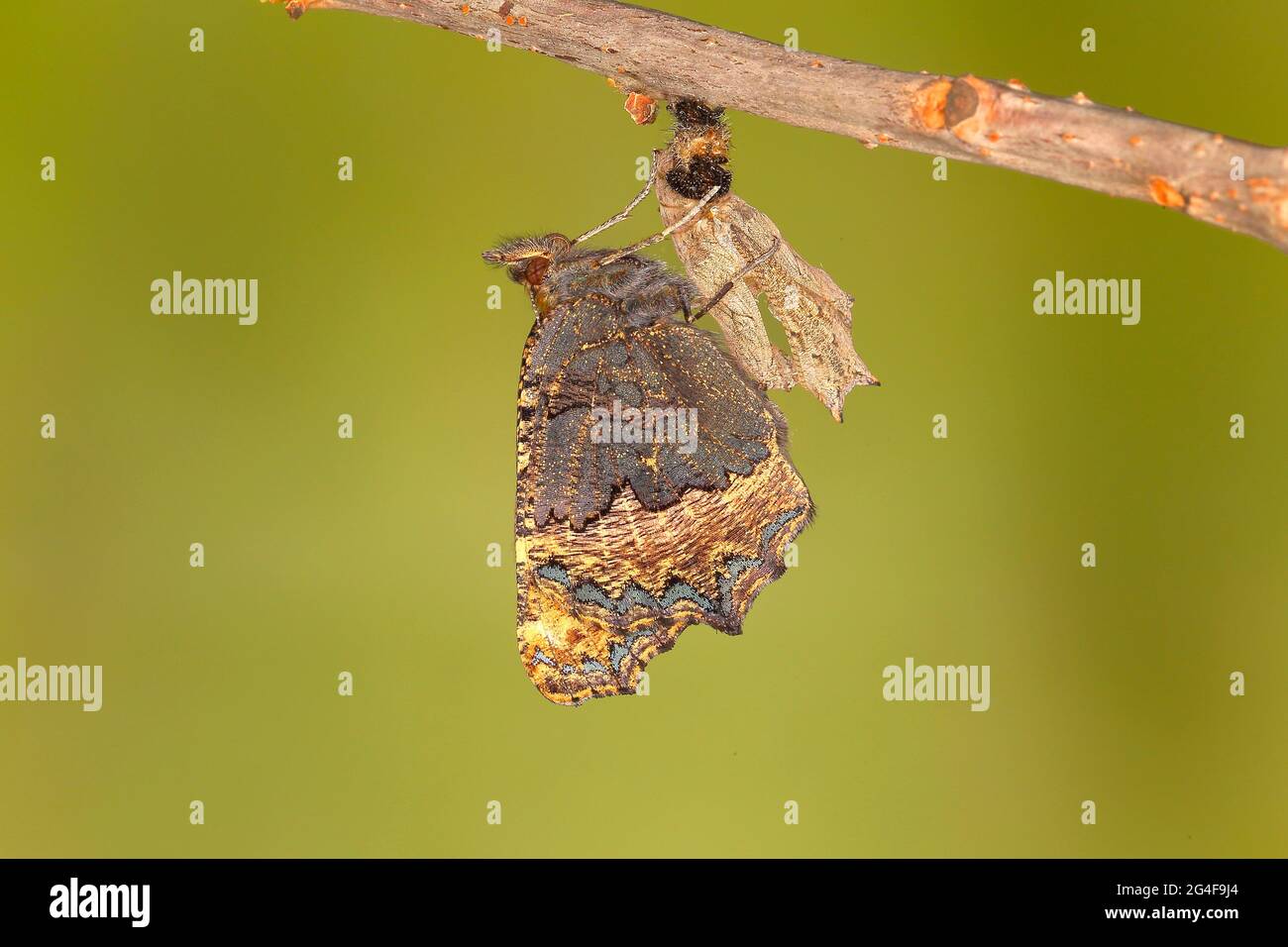 Freshly hatched butterfly, Small fox (Aglais urticae) with empty pupa ...