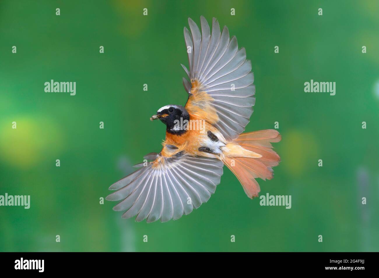 Common redstart (Phoenicurus phoenicurus) male with food in flight ...