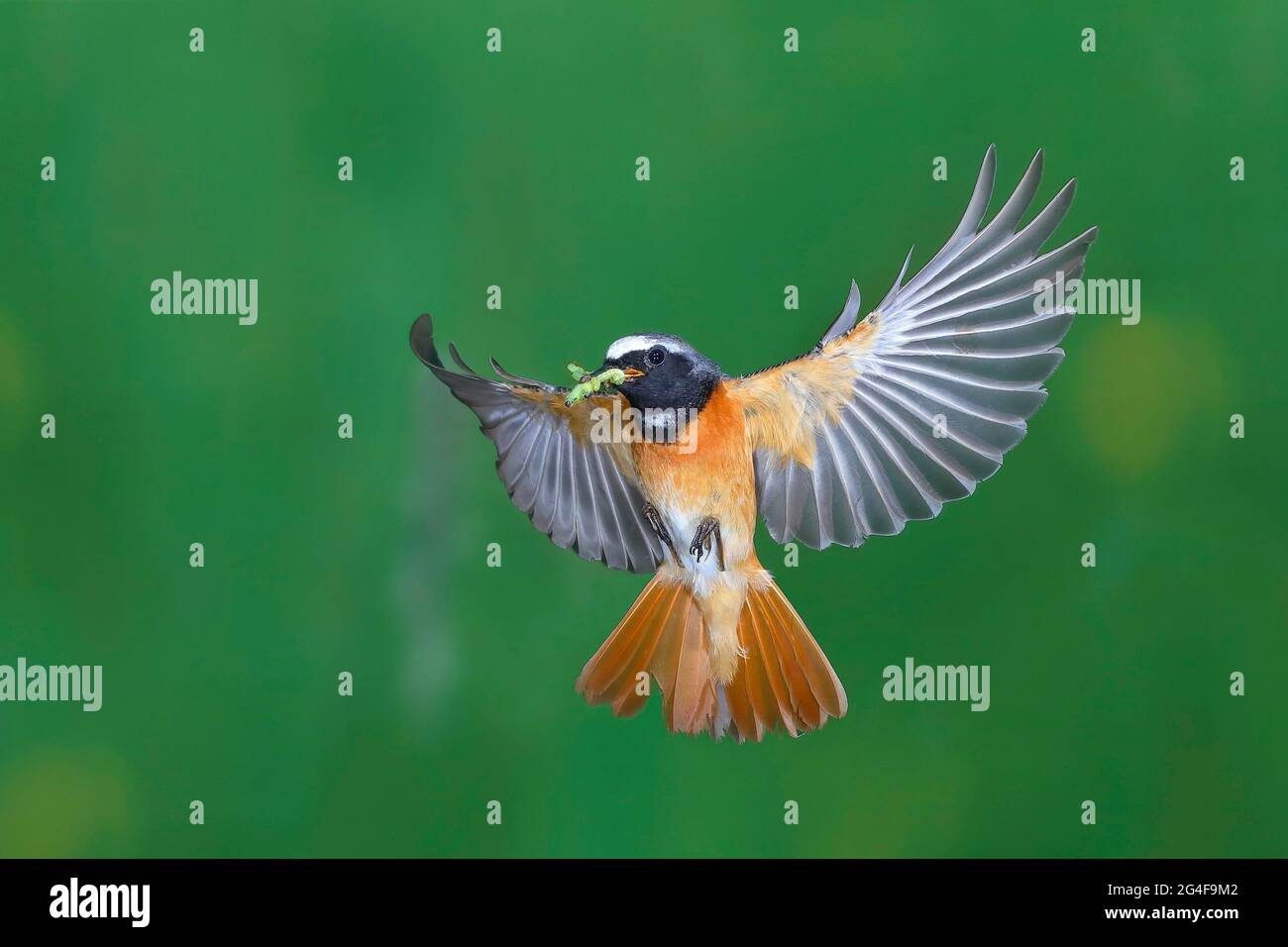 Common redstart (Phoenicurus phoenicurus) male with food in flight ...