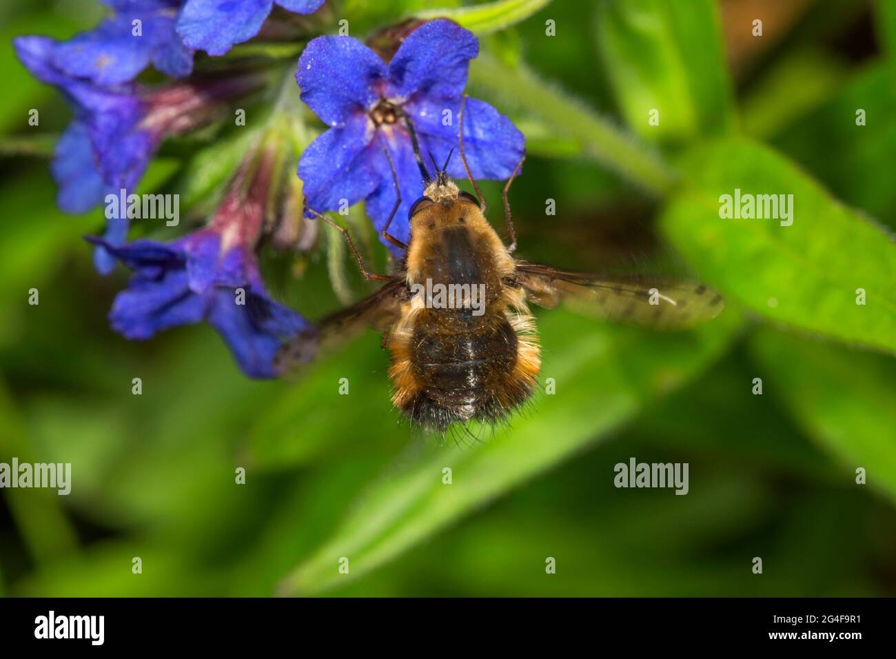 Buglossoides hi-res stock photography and images - Alamy