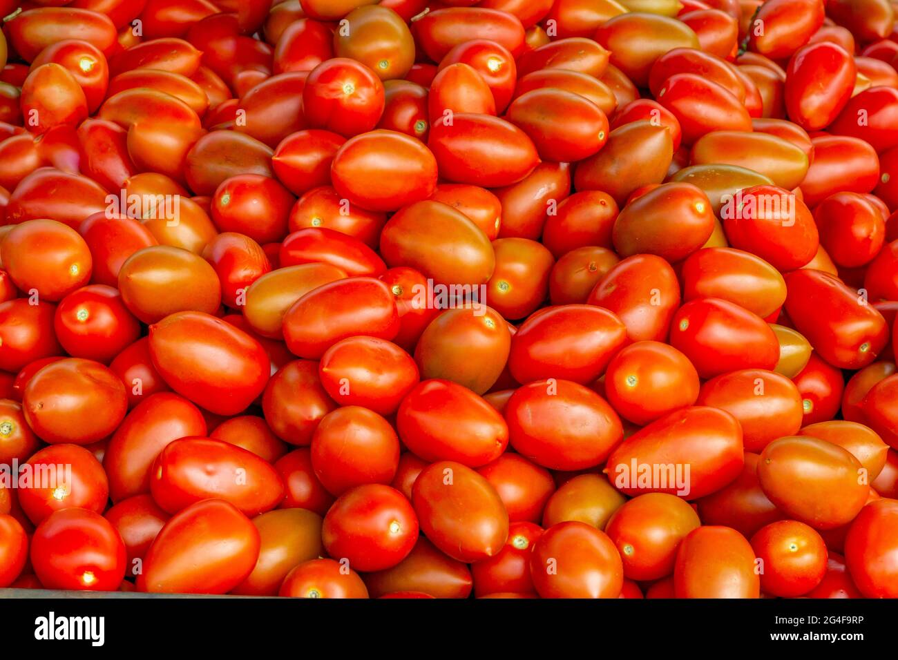 Image of tomato crop hi-res stock photography and images - Alamy