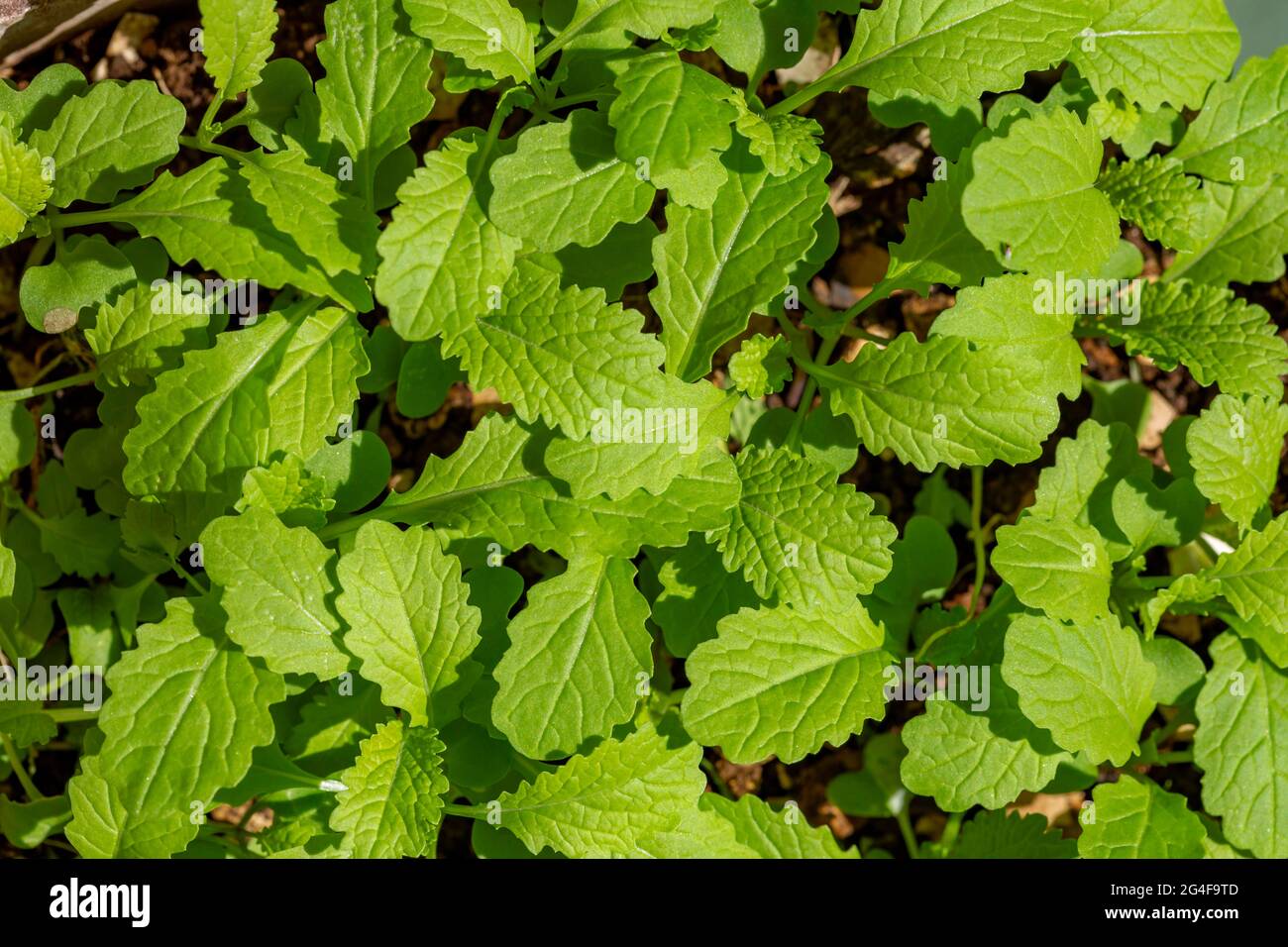 Beau bassin mauritius hi-res stock photography and images - Alamy