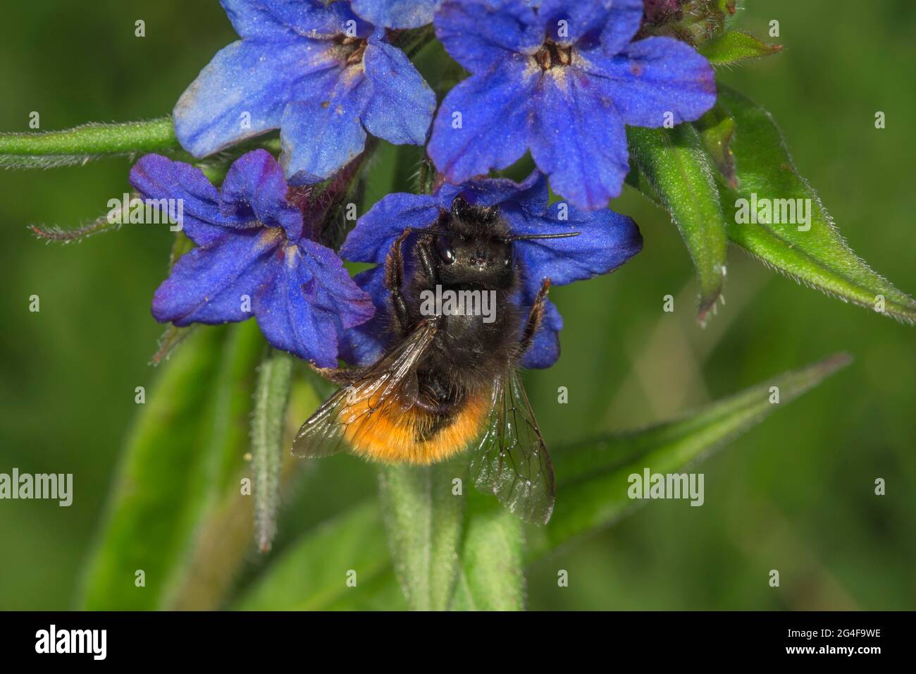 Hornfaced bee (Osmia cornuta) on blue stonecrop (Buglossoides ...