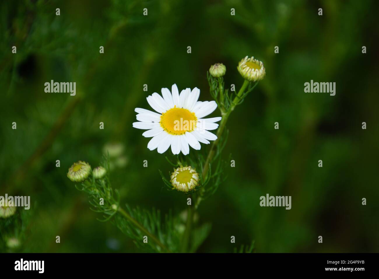 matricaria chamomilla in full bloom in the medicinal and herb garden in ...