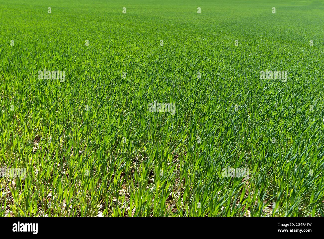 Young germinating wheat (Triticum aestivum) field, Bavaria, Germany ...