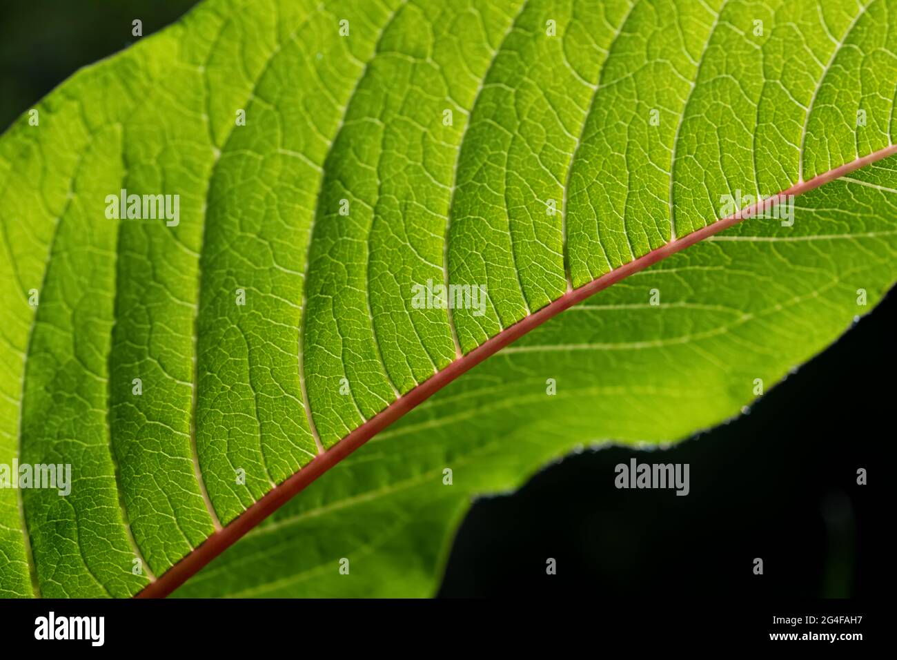 Venules High Resolution Stock Photography and Images - Alamy