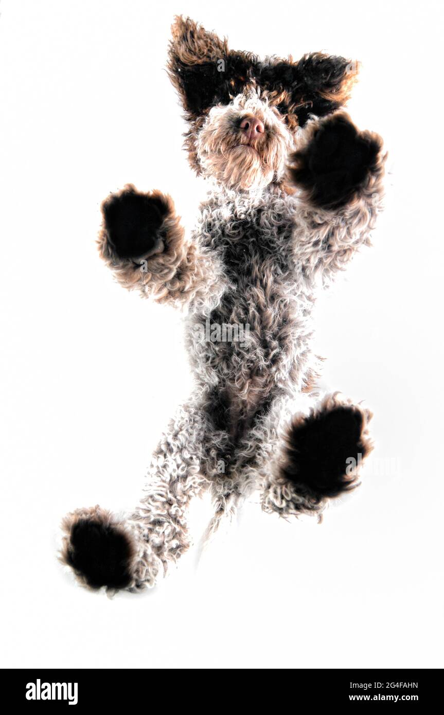 Dog from below, standing on glass plate Stock Photo - Alamy