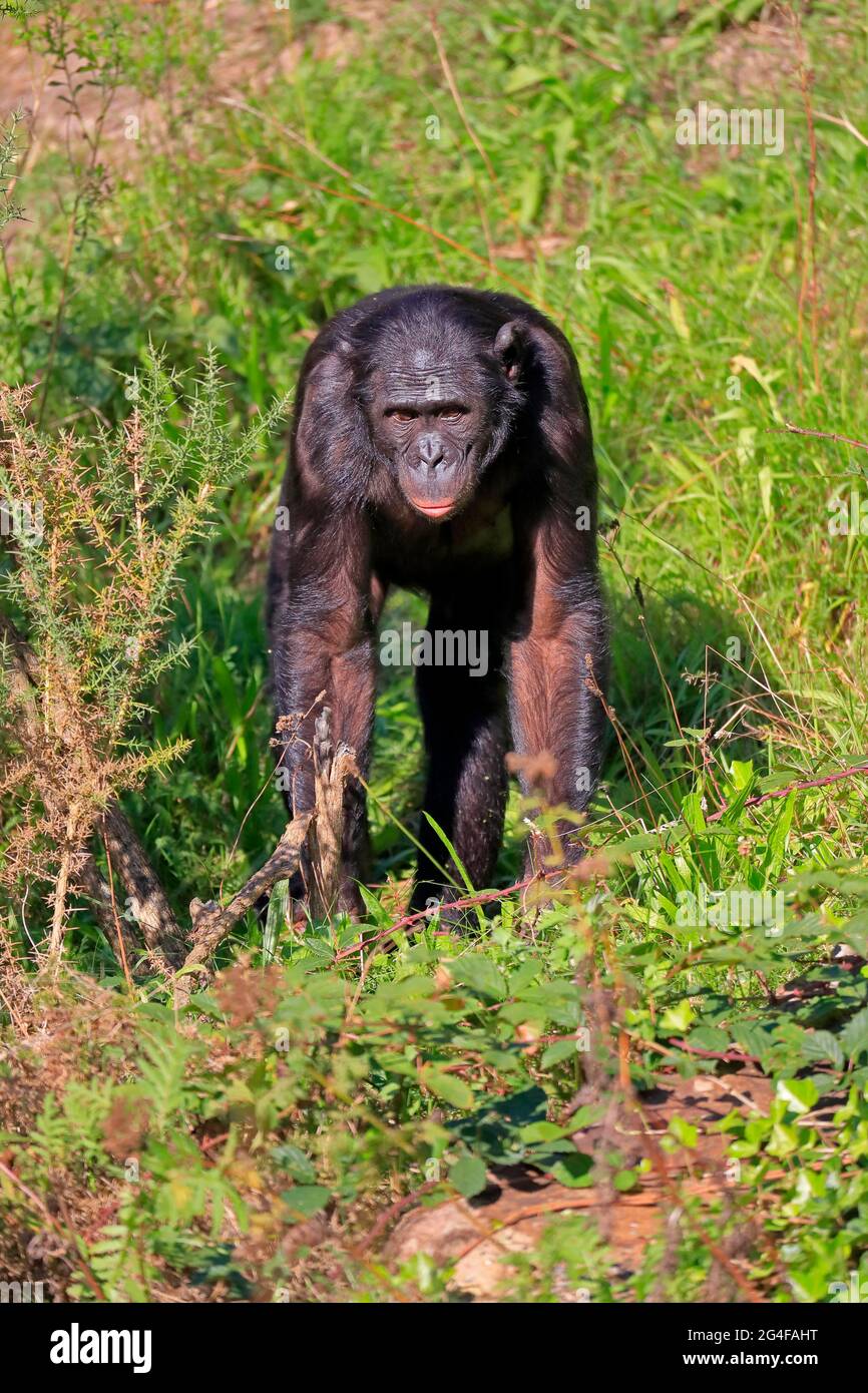 Endangered specie species hi-res stock photography and images - Alamy