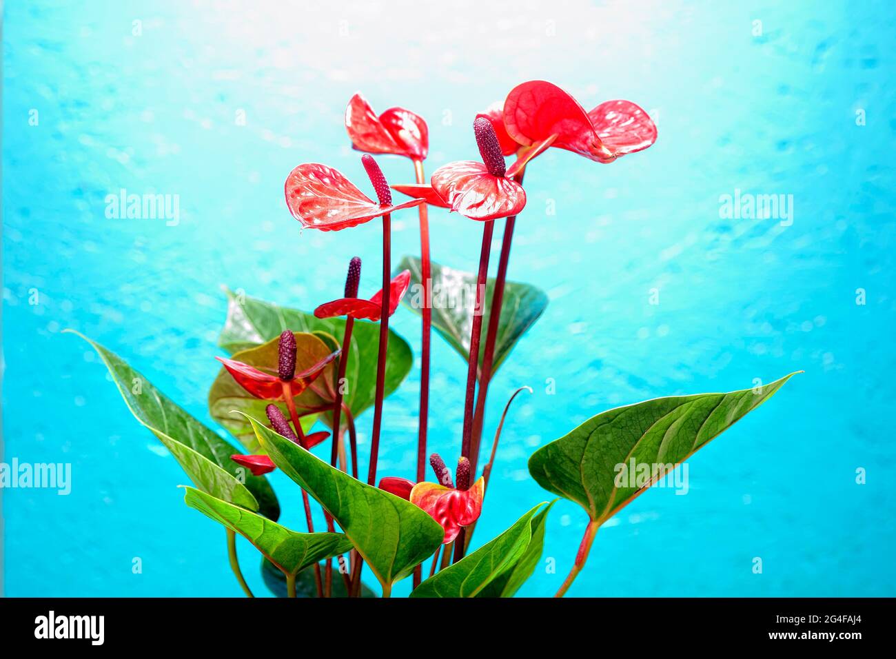 Shot anthurium plant hi-res stock photography and images - Alamy