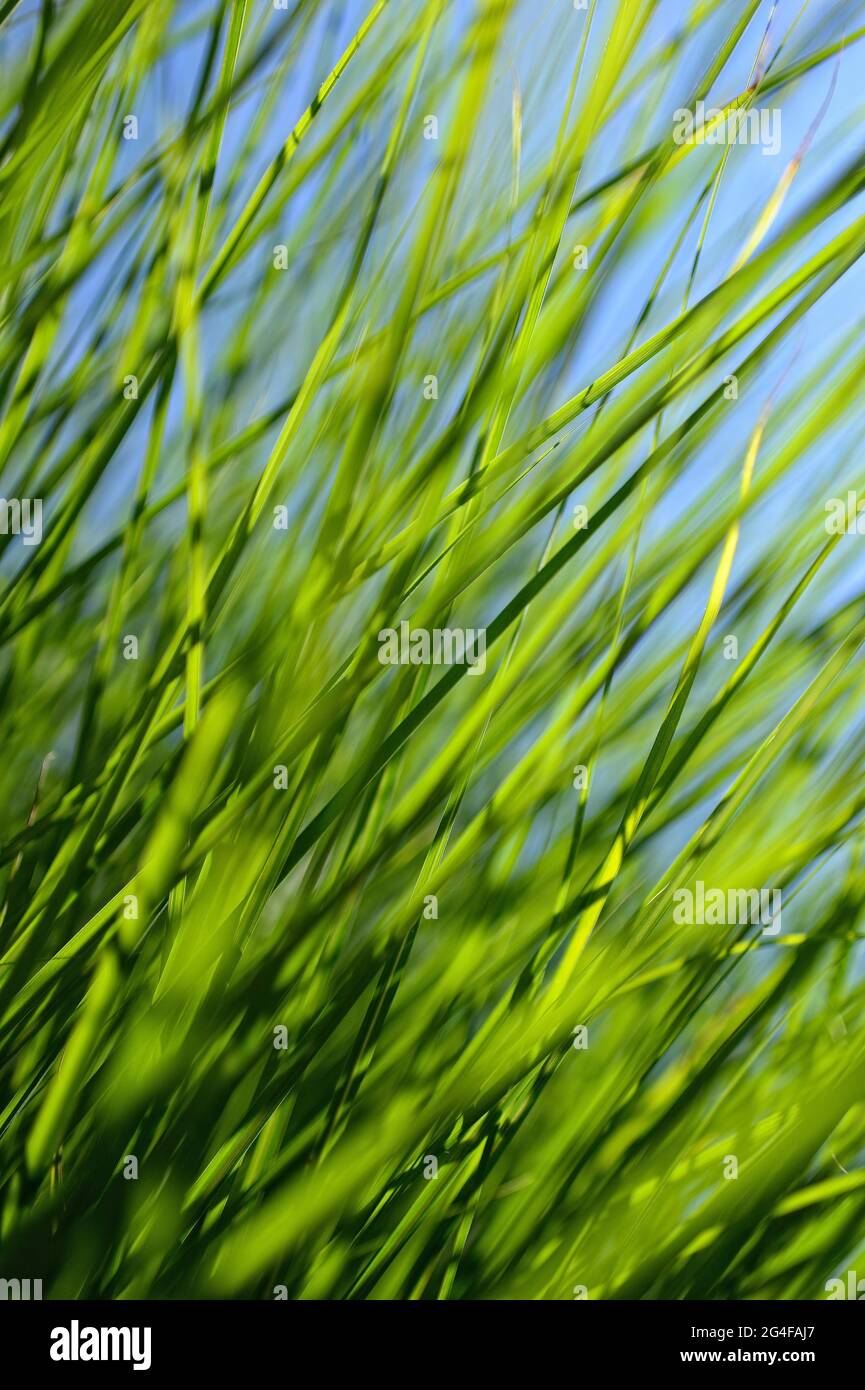 Blades of grass, Germany Stock Photo - Alamy