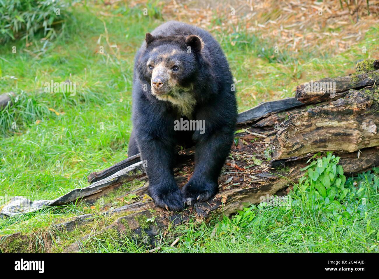 Trunk bear hi-res stock photography and images - Alamy