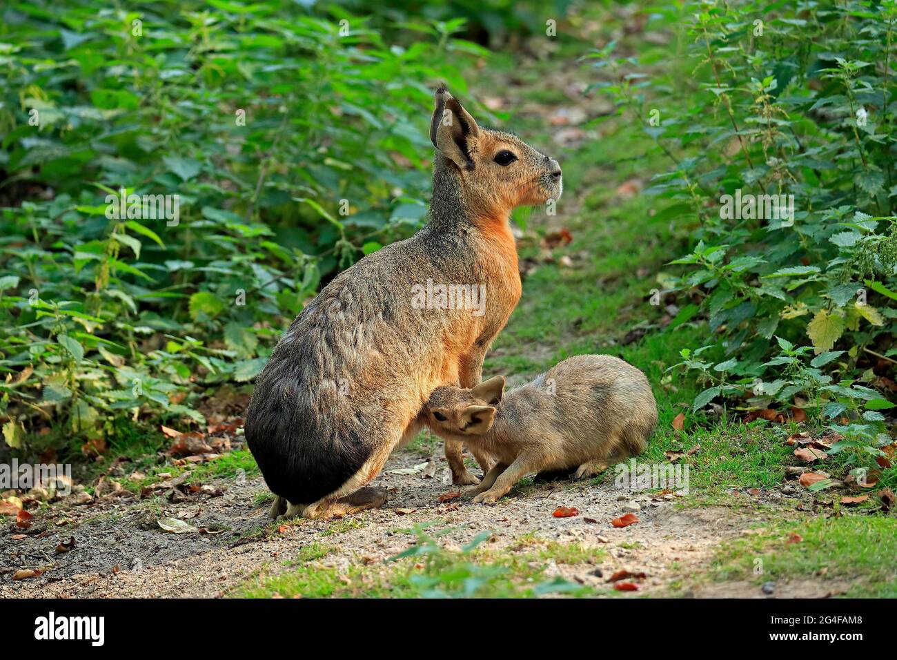 Patagonian Mara (Dolichotis patagonum), Great Mara, adult, female ...