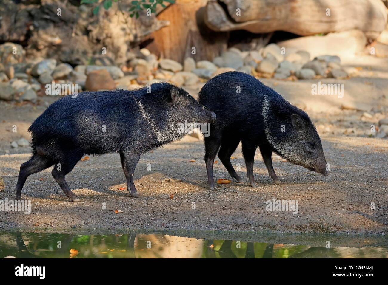 Collared Peccary (Pecari tajacu), adult, two peccaries, pair, foraging ...
