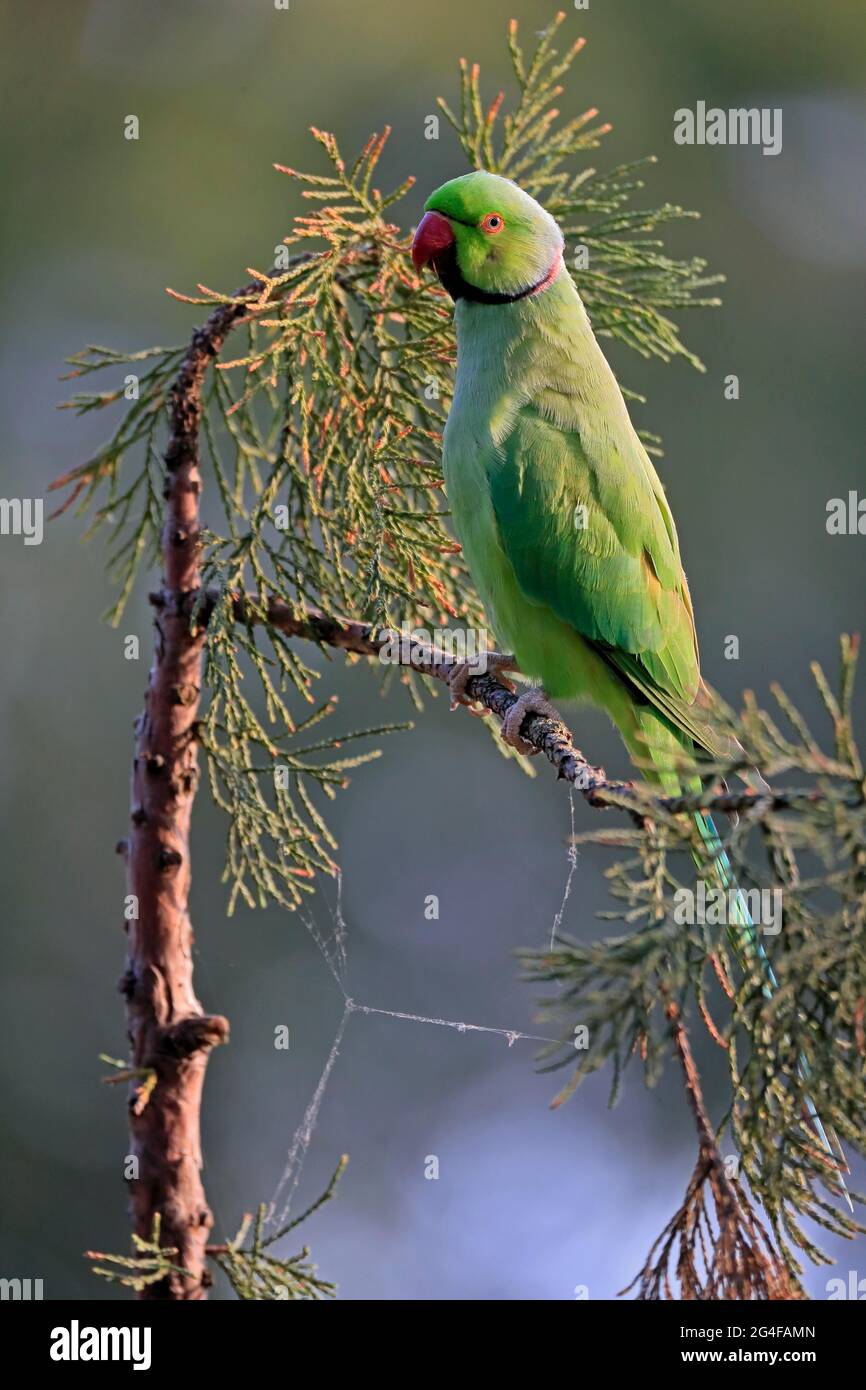 Rose-ringed parakeet (Psittacula krameri), Alexander's Parakeet, adult ...