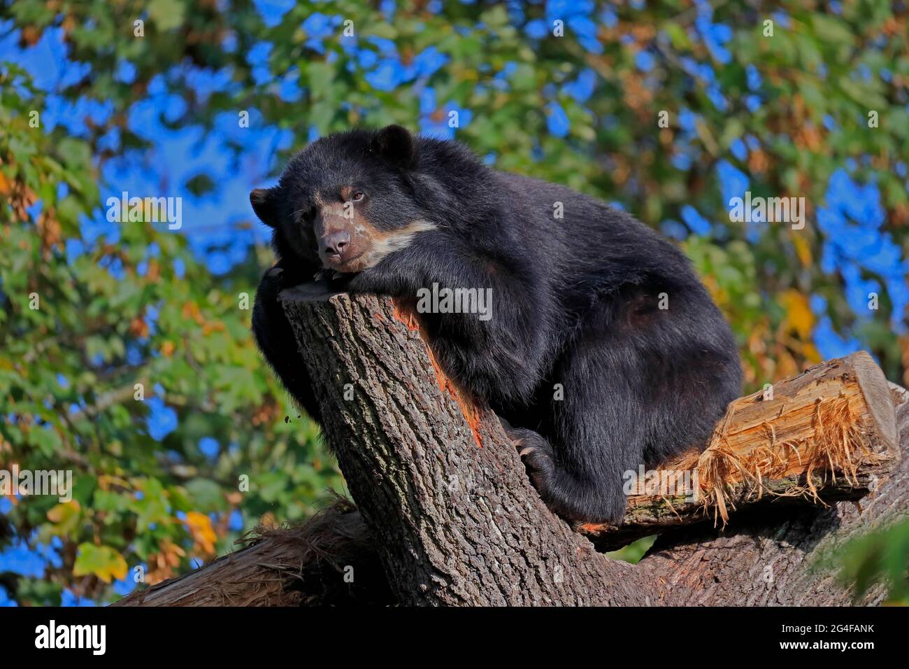 Spectacled bear (Tremarctos ornatus), adult, resting on tree, captive ...