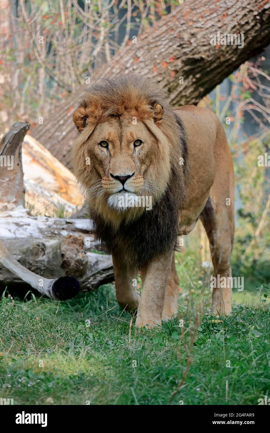 Alert animal lion hi-res stock photography and images - Alamy
