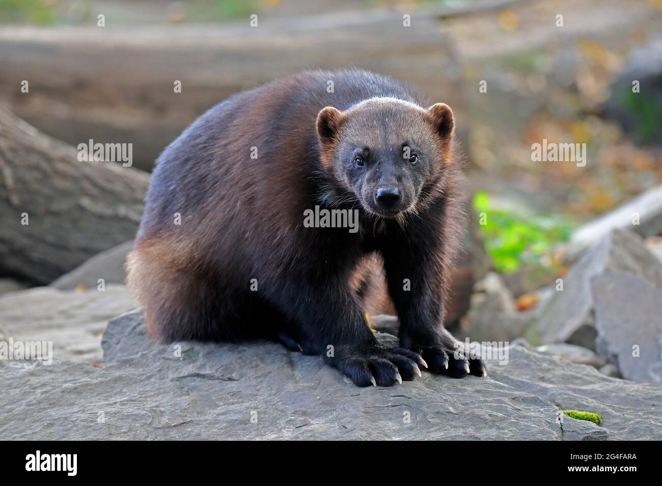 Wolverine (Gulo gulo), adult, alert, captive, North America Stock Photo ...