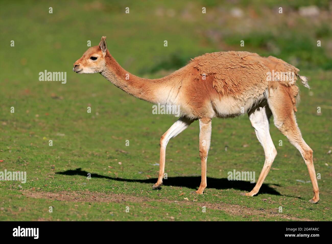 Adult coat hi-res stock photography and images - Alamy