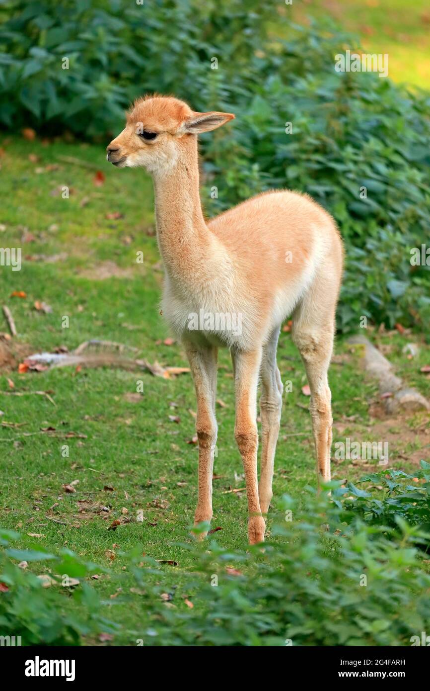 Vicuna (Vicugna vicugna), young animal, alert, captive Stock Photo - Alamy