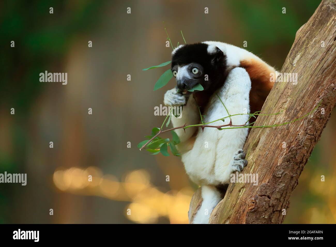 Crowned sifaka (Propithecus coronatus), adult, on tree, feeding ...