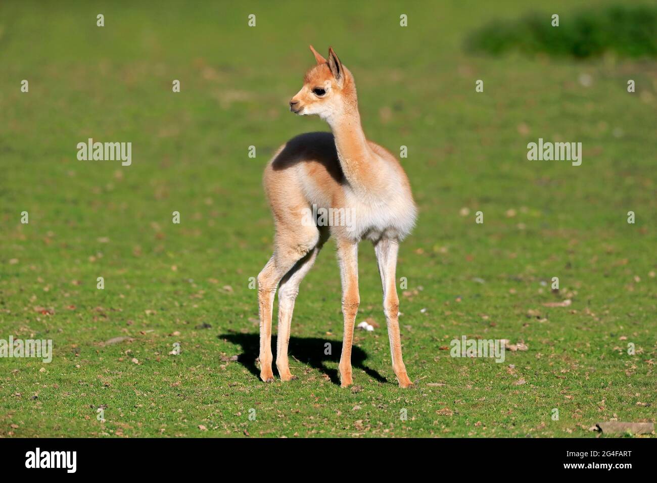 Vicuna animal hi-res stock photography and images - Alamy