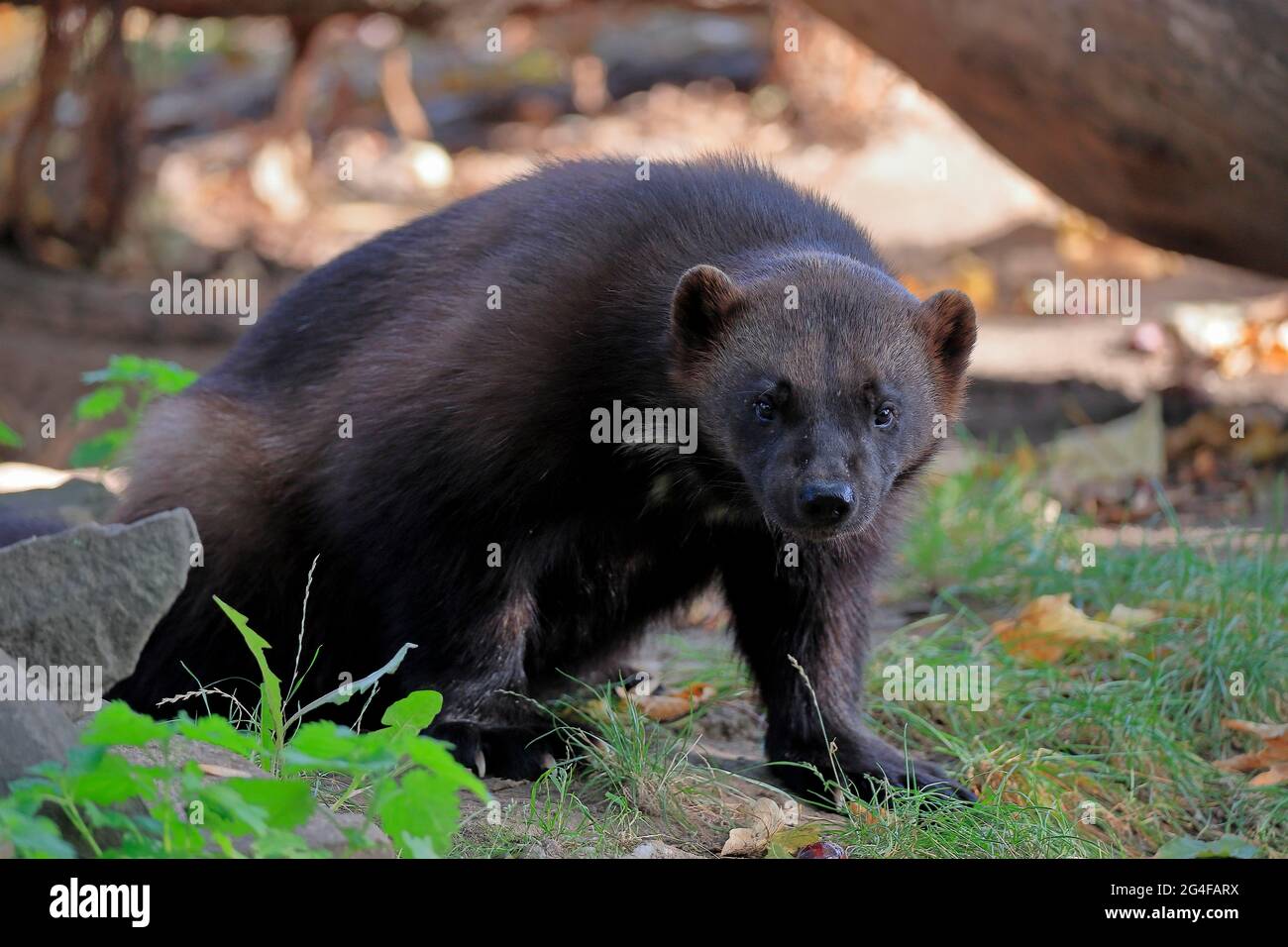 Adult wolverine hi-res stock photography and images - Alamy