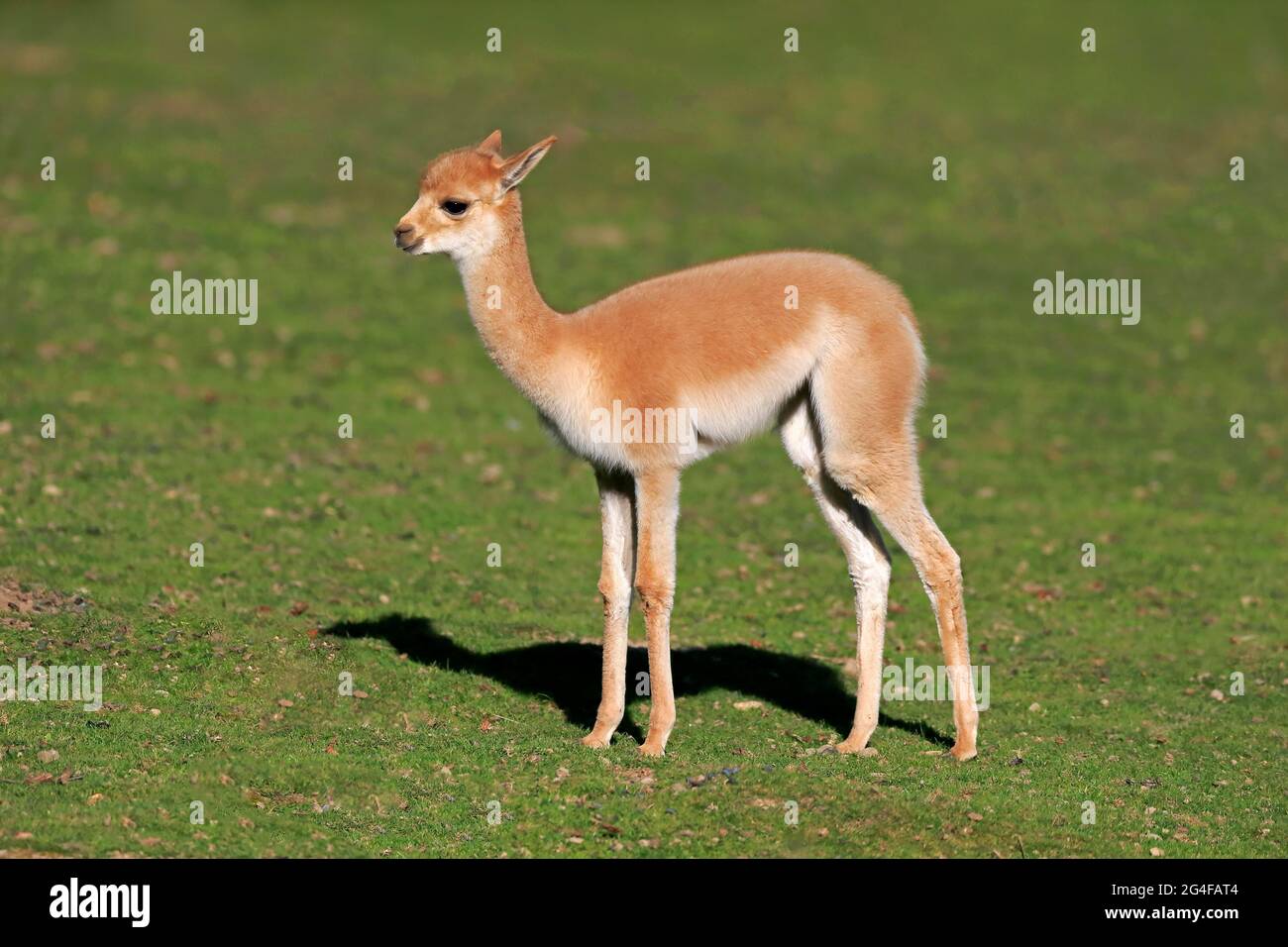 Vicuna (Vicugna vicugna), young animal, alert, captive Stock Photo - Alamy