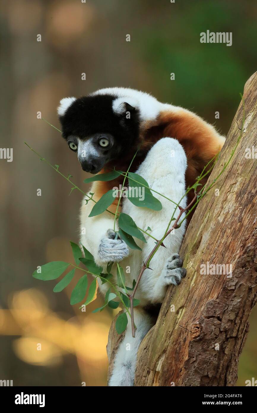 Crowned sifaka (Propithecus coronatus), adult, on tree, feeding ...