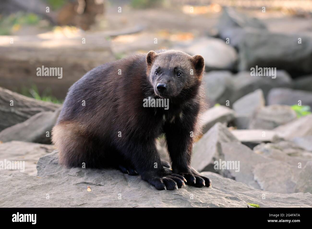 Adult wolverine hi-res stock photography and images - Alamy