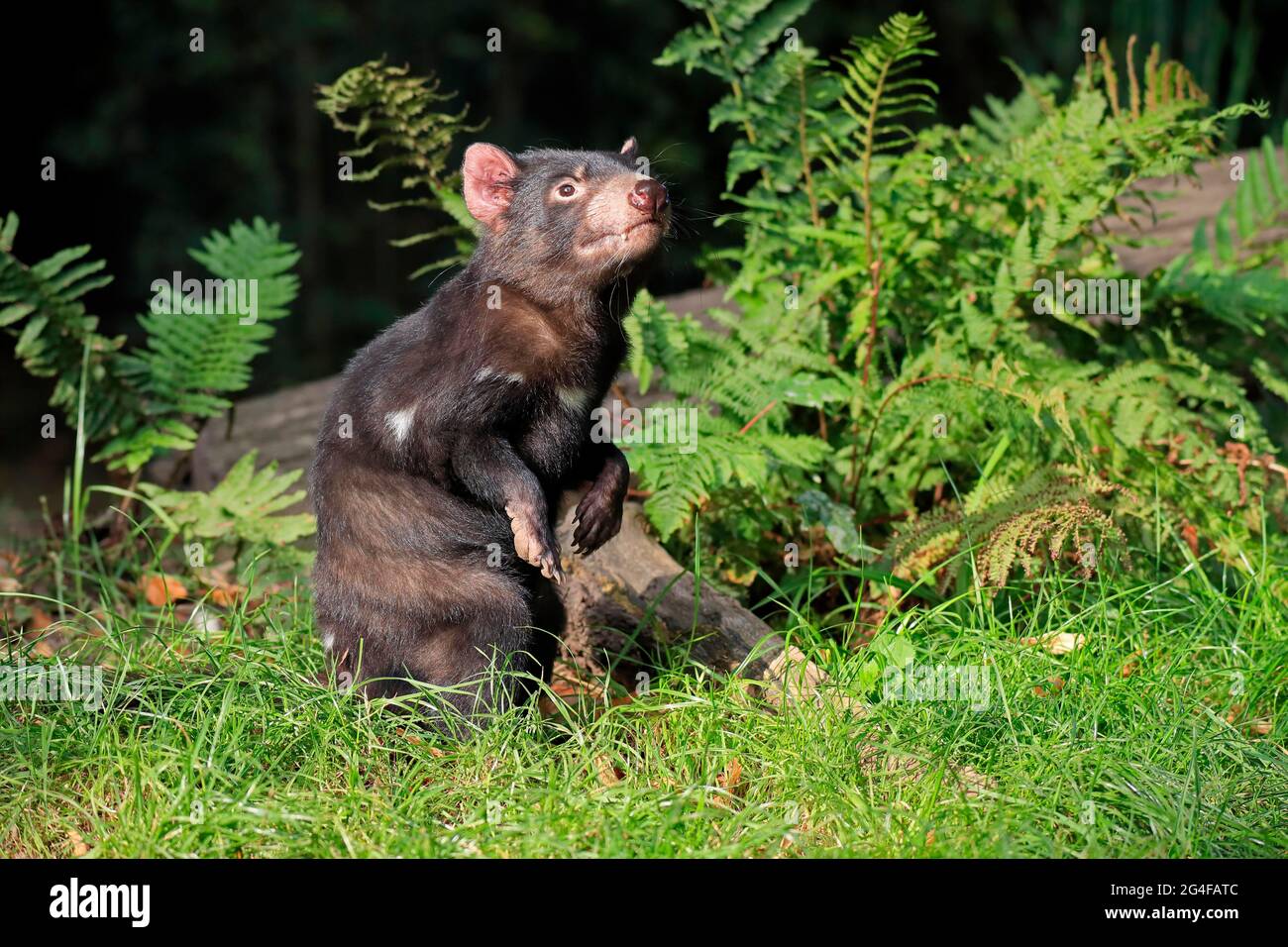 Tasmanian devil (Sarcophilus harrisii), Tasmanian devil, adult, alert, upright, captive ...
