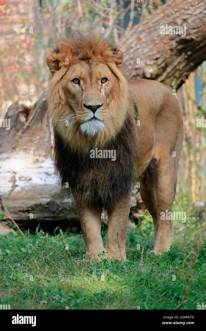 Captive male lion hi-res stock photography and images - Alamy