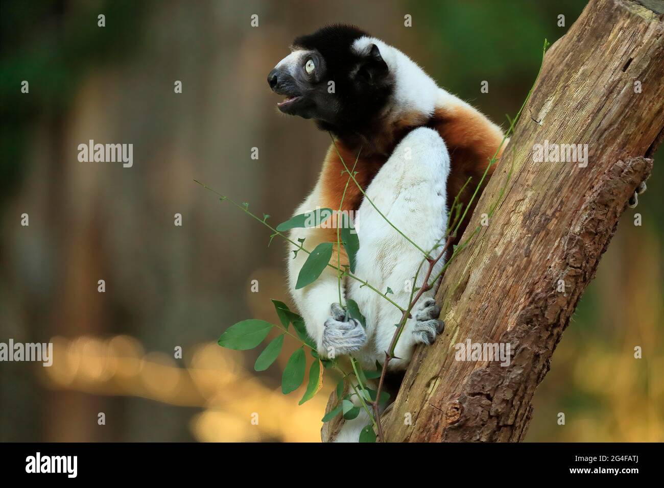 Crowned sifaka (Propithecus coronatus), adult, on tree, feeding ...