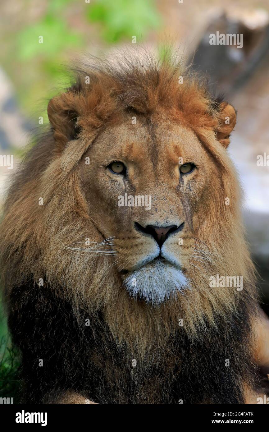 Alert animal lion hi-res stock photography and images - Alamy