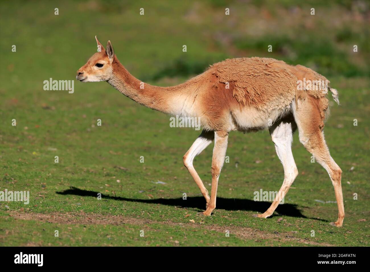 Adult coat hi-res stock photography and images - Alamy