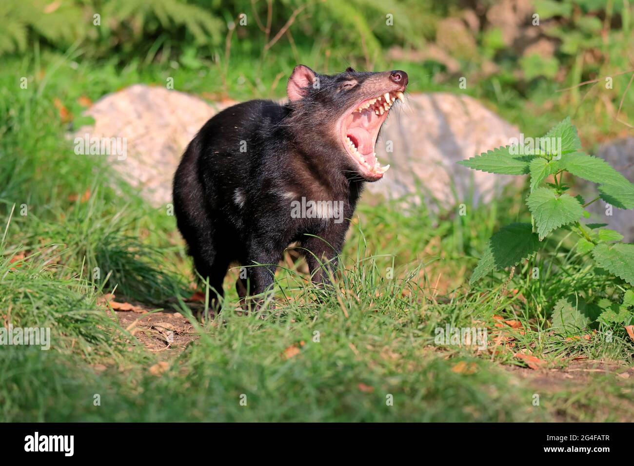 Tasmanian devil (Sarcophilus harrisii), Tasmanian devil, adult, yawning, captive, Australia ...