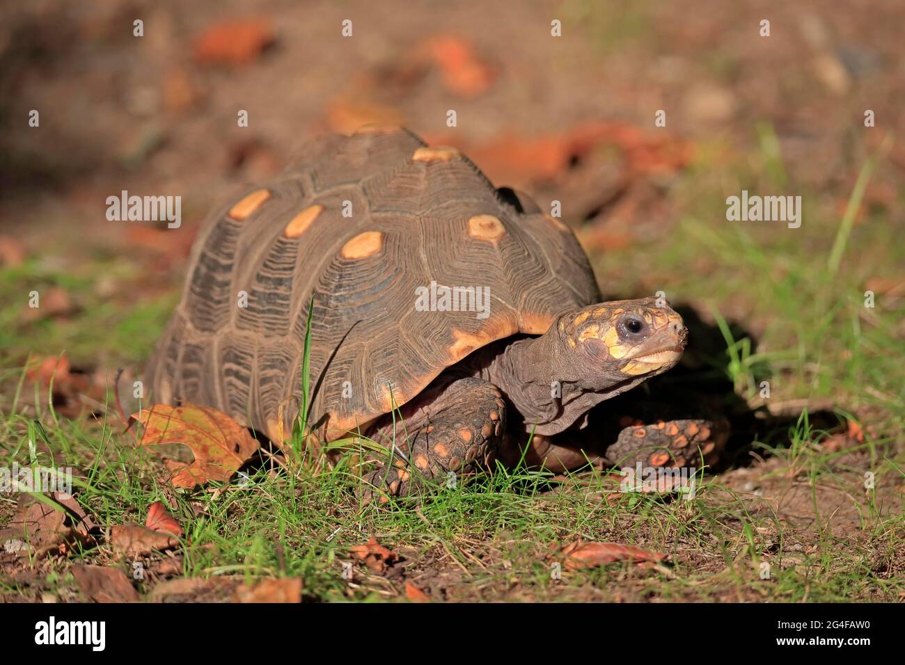 Red-footed tortoise (Geochelone carbonaria), adult, foraging, captive ...