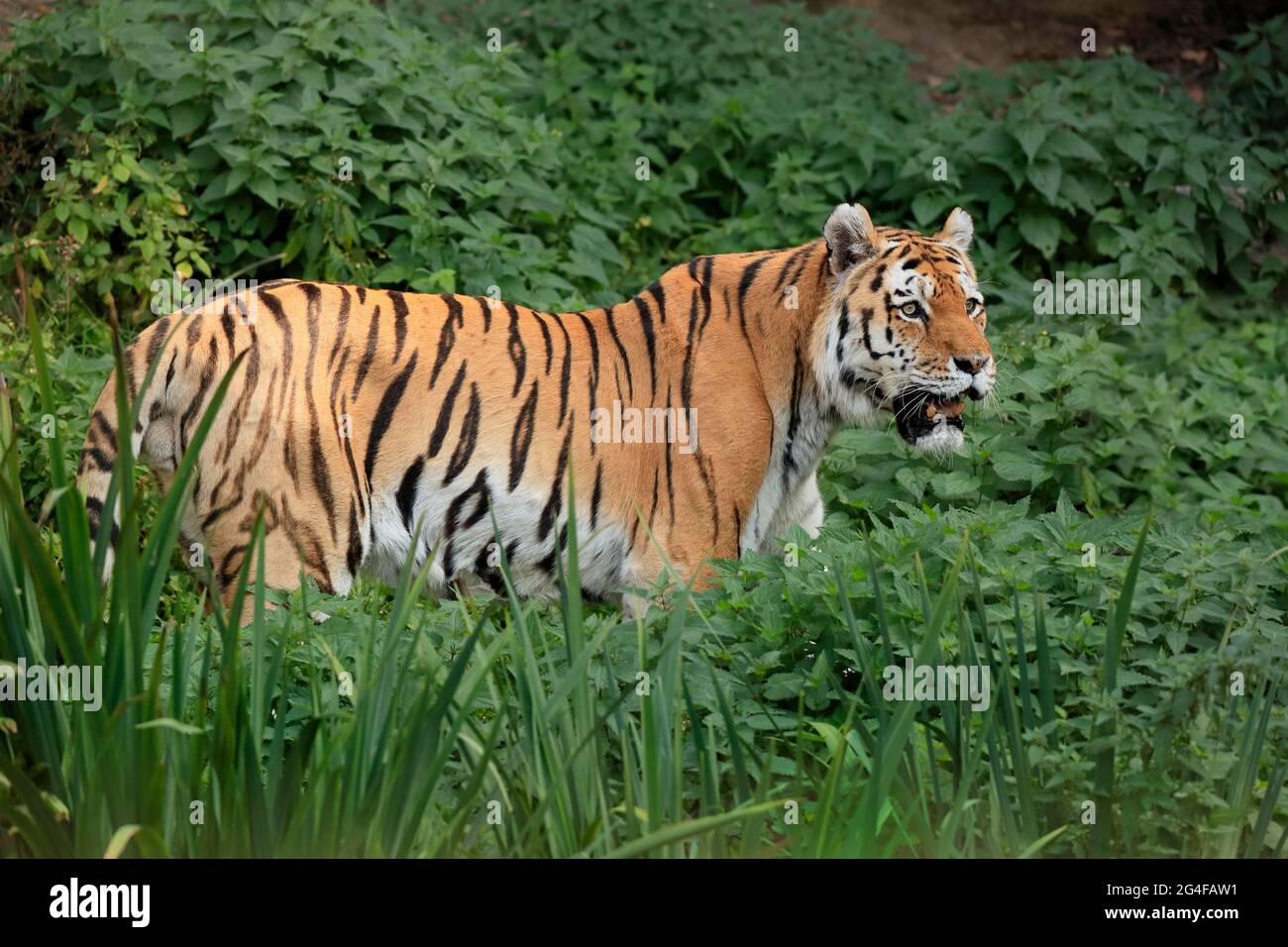 Siberian tiger (Panthera tigris altaica), adult, alert, captive Stock Photo - Alamy