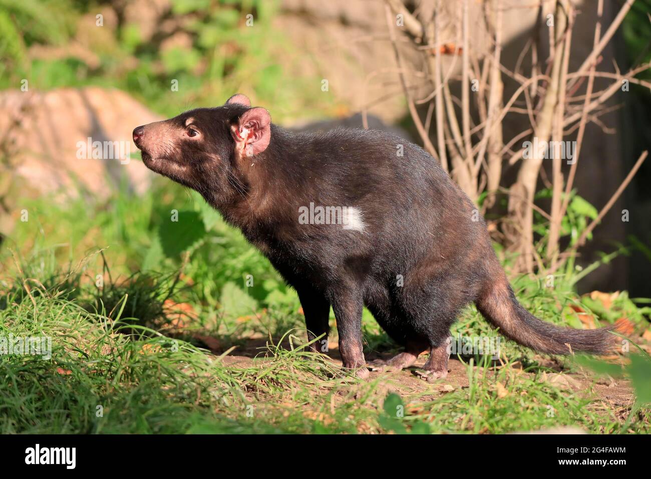 Tasmanian devil (Sarcophilus harrisii), Tasmanian devil, adult, alert, captive, Australia Stock ...