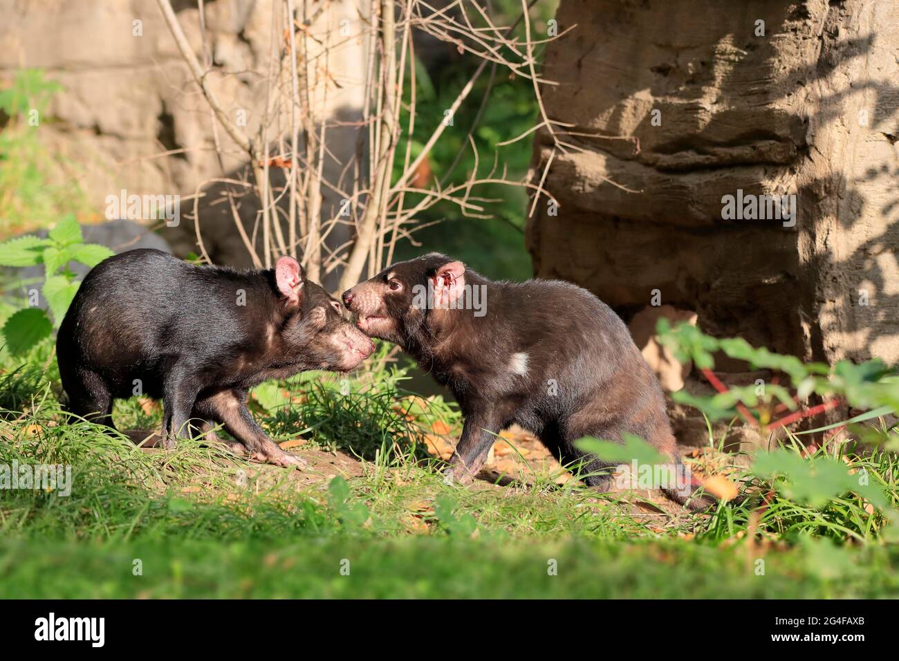 Tasmanian devil (Sarcophilus harrisii), Tasmanian devil, adult, male, female, pair, social ...