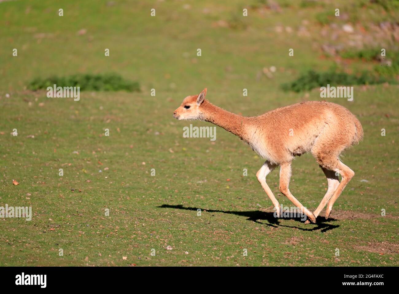 Walk with an animal hi-res stock photography and images - Alamy