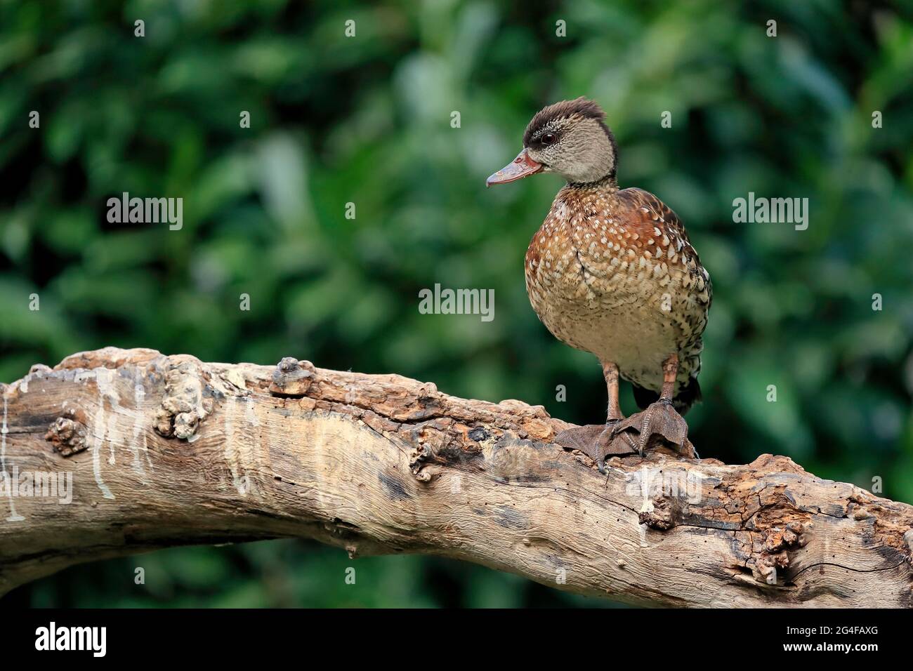 Whistling tree duck hi-res stock photography and images - Alamy
