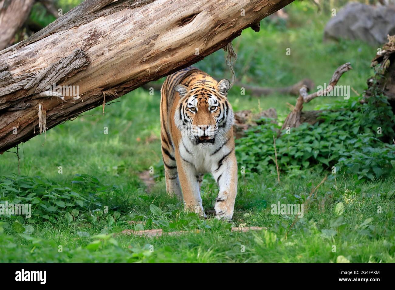 Siberian tiger (Panthera tigris altaica), adult, alert, stalking, captive Stock Photo - Alamy