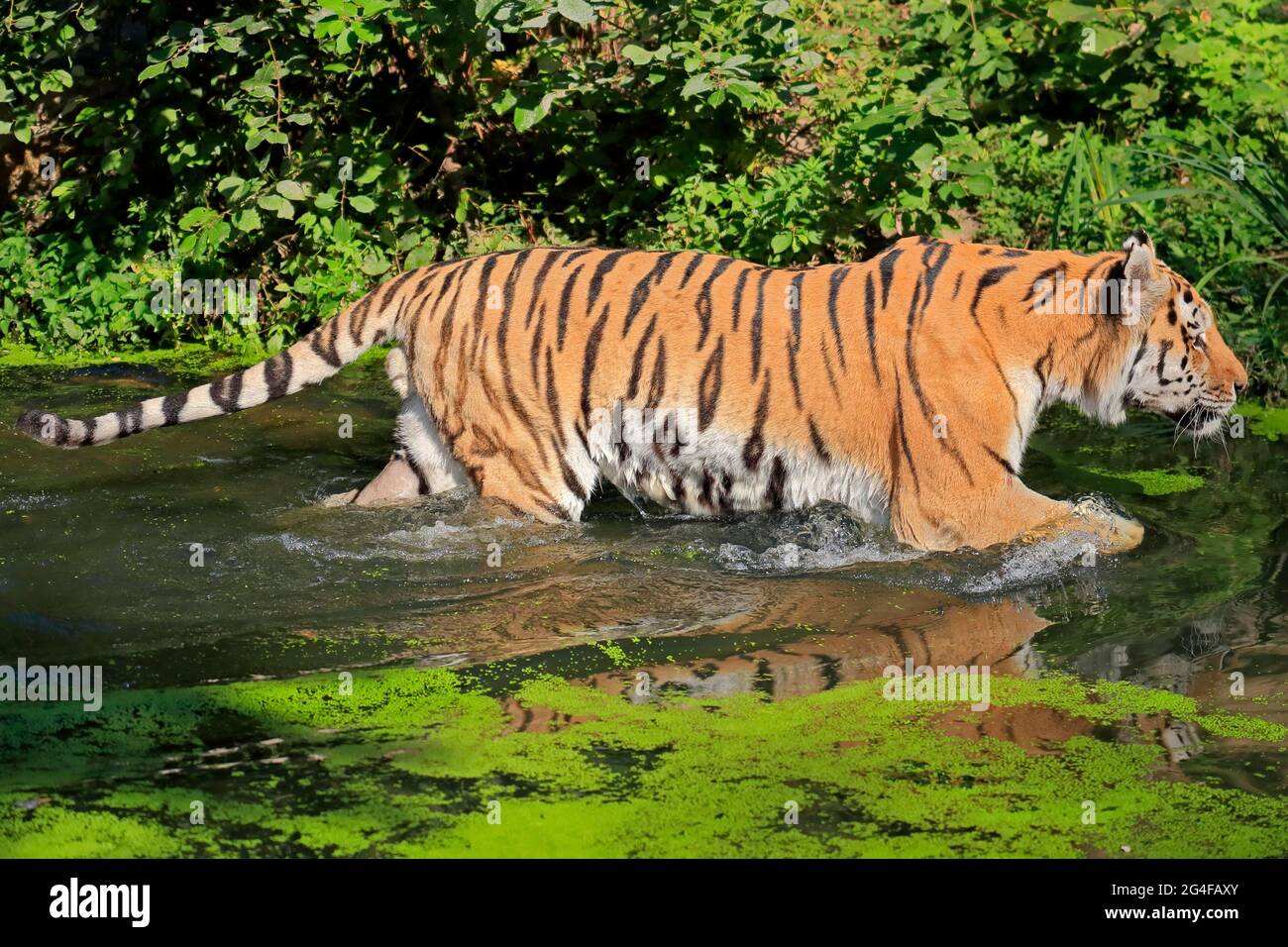 Siberian tiger (Panthera tigris altaica), adult, alert, in water, captive Stock Photo - Alamy