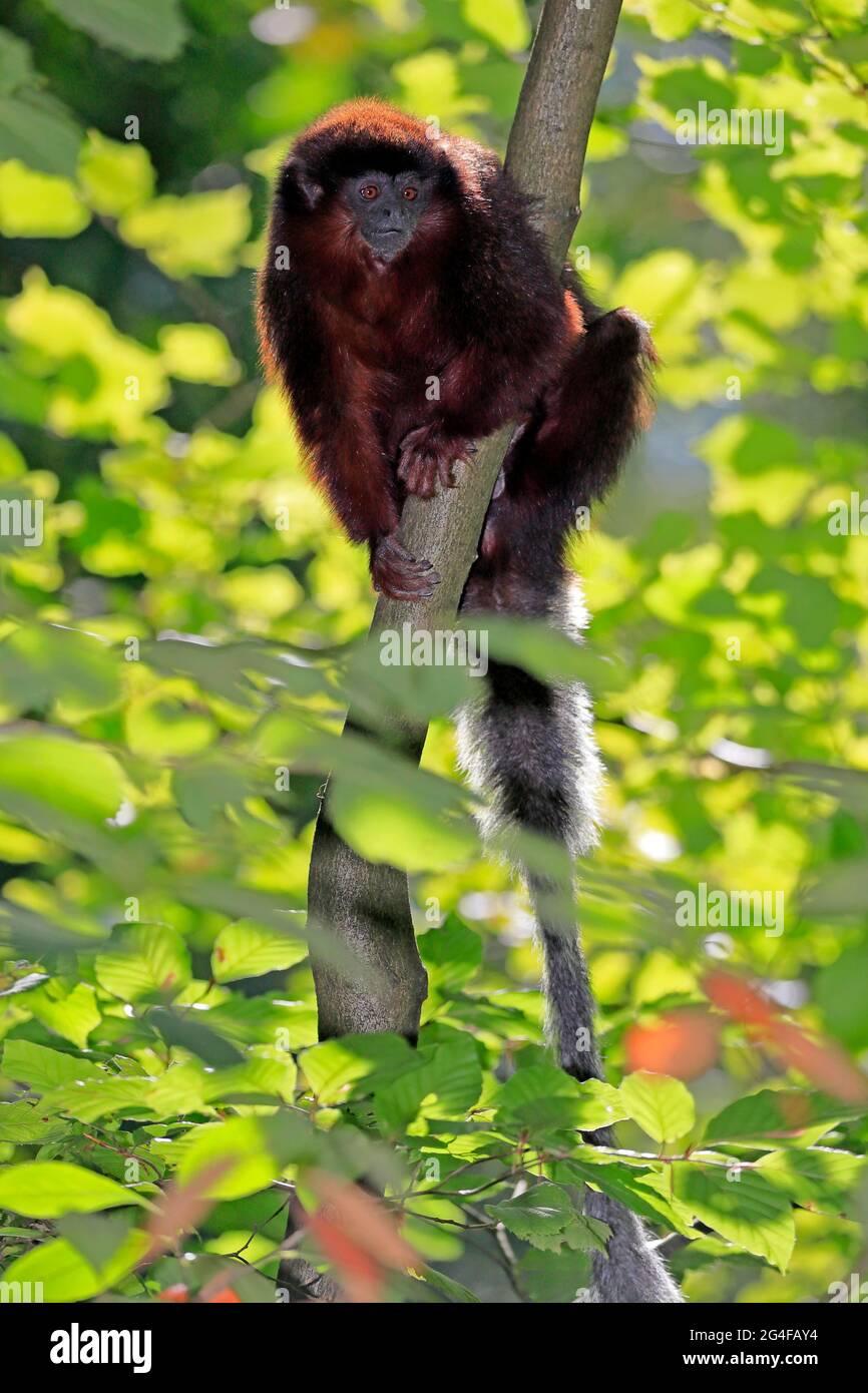Red spring monkey (Callicebus moloch), adult Stock Photo - Alamy