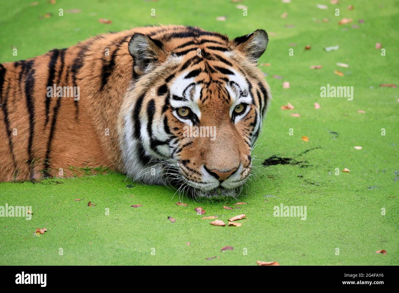 Siberian tiger (Panthera tigris altaica), adult, alert, in water, algae carpet, portrait ...