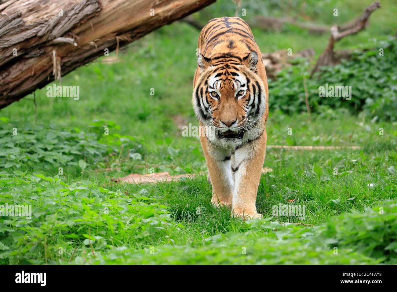 Siberian tiger (Panthera tigris altaica), adult, alert, stalking, captive Stock Photo - Alamy