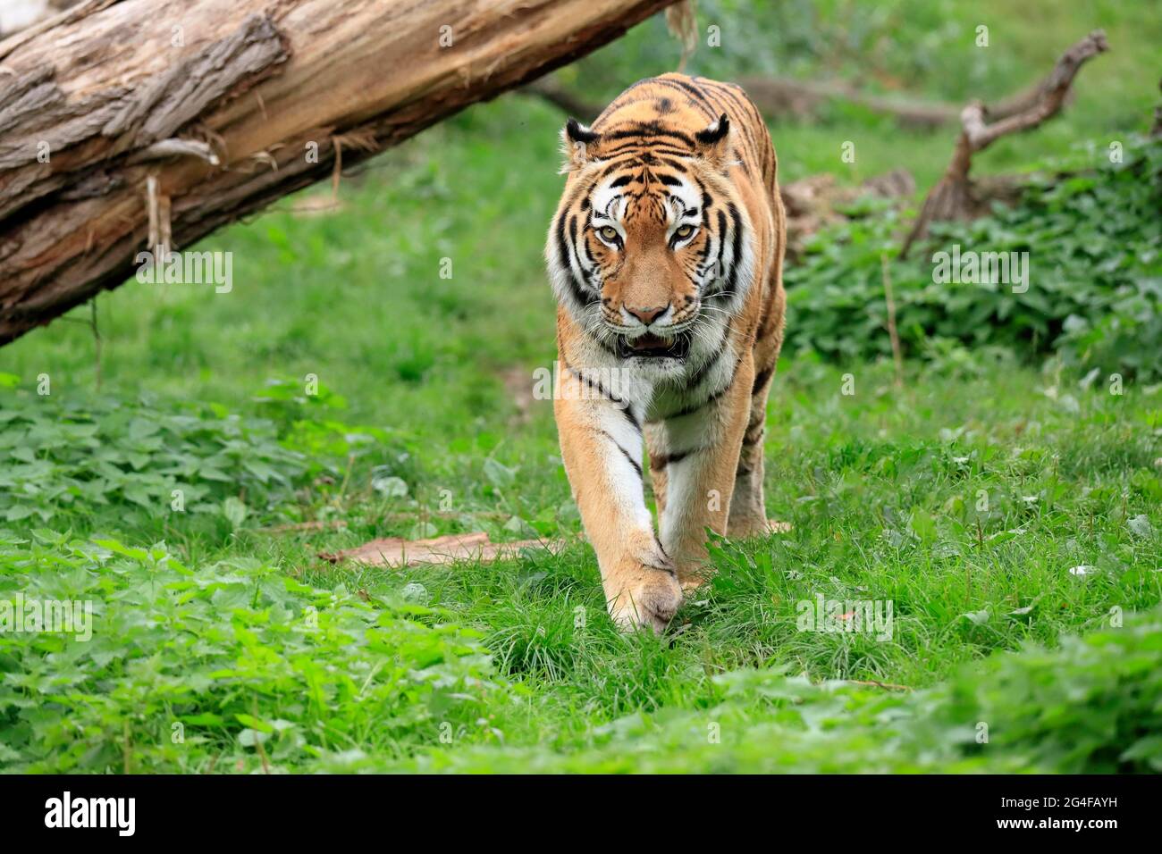 Siberian tiger (Panthera tigris altaica), adult, alert, stalking ...