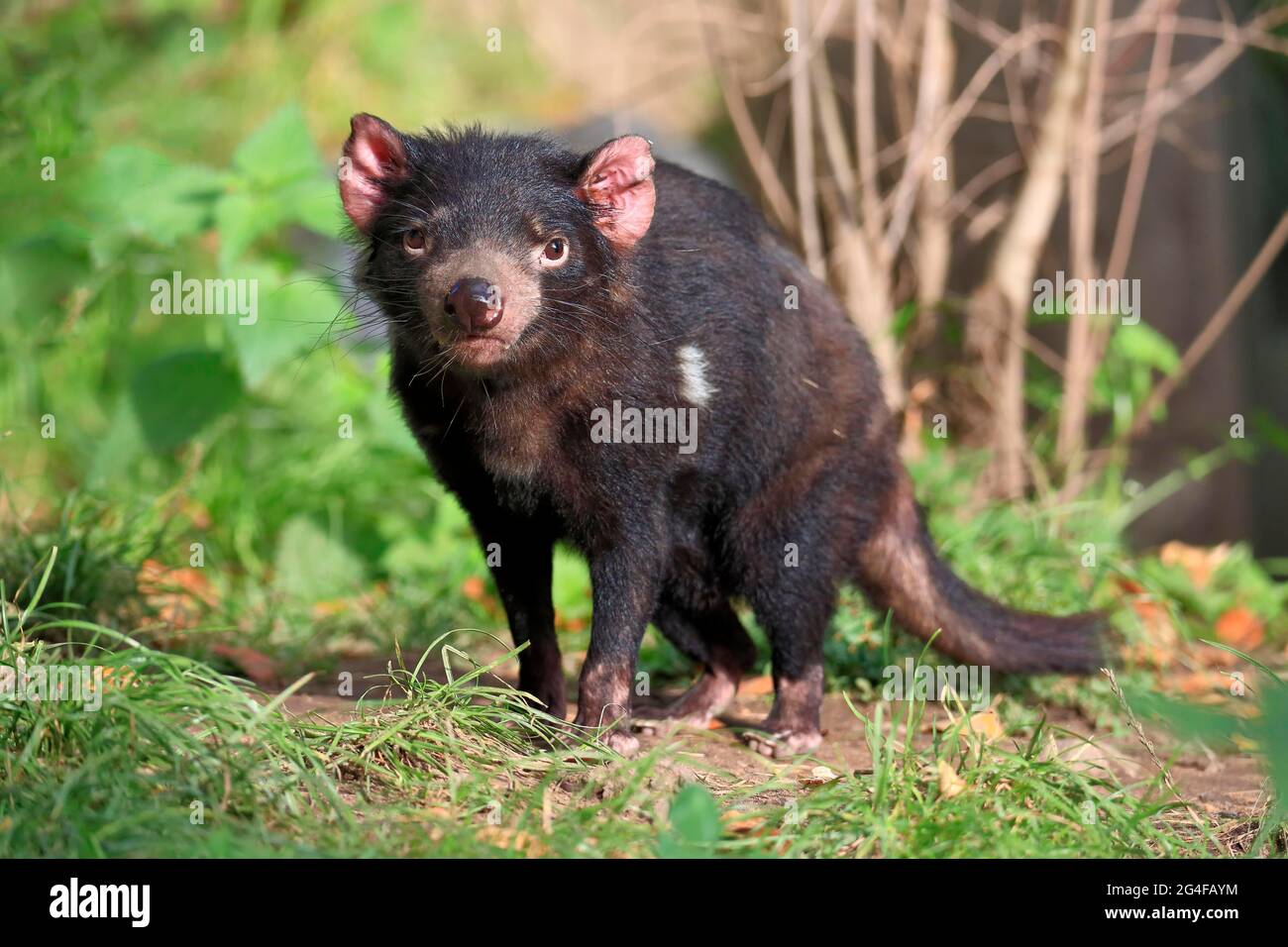Tasmanian devil (Sarcophilus harrisii), Tasmanian devil, adult, alert, captive, Australia Stock ...