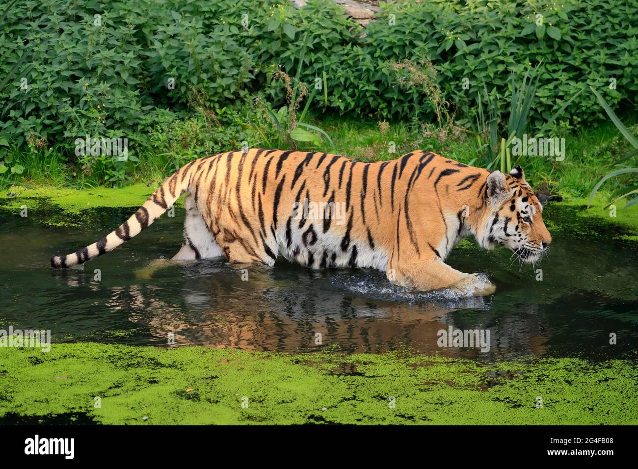 Siberian tiger (Panthera tigris altaica), adult, alert, in water, captive Stock Photo - Alamy